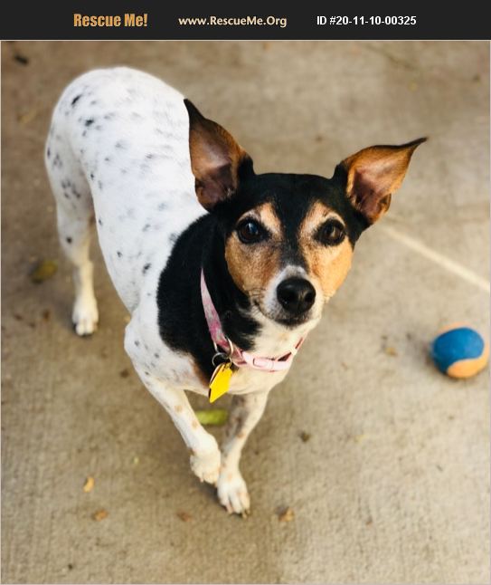 ADOPT 20111000325 ~ Jack Russell Rescue ~ Pueblo, CO