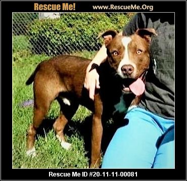 - North Carolina Pit Bull Rescue - ADOPTIONS - Rescue Me!