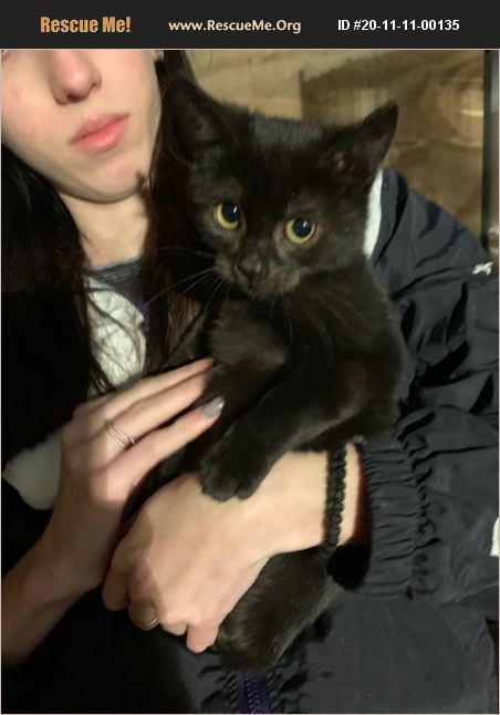 ADOPT 20111100135 ~ Domestic Cat Rescue ~ Colchester, VT