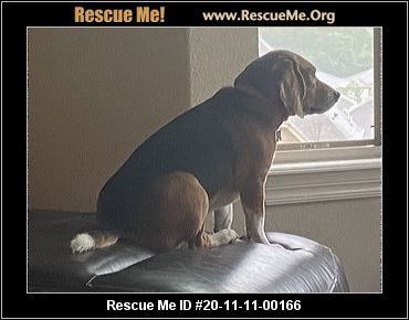 - Oklahoma Beagle Rescue - ADOPTIONS - Rescue Me!
