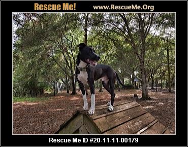 - Florida Border Collie Rescue - ADOPTIONS - Rescue Me!