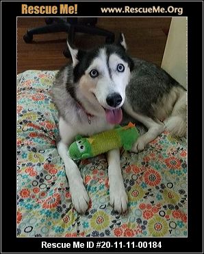- Florida Siberian Husky Rescue - ADOPTIONS - Rescue Me!