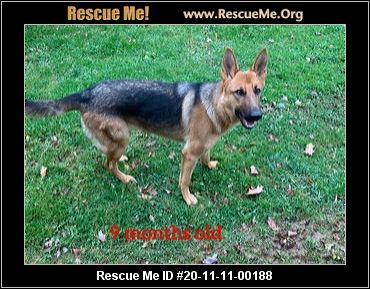 - Pennsylvania German Shepherd Rescue - ADOPTIONS - Rescue Me!