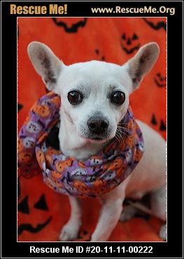 - Arizona Small Dog Rescue - Phoenix, AZ - AVAILABLE PETS