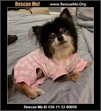 - Pennsylvania Pomeranian Rescue - ADOPTIONS - Rescue Me!
