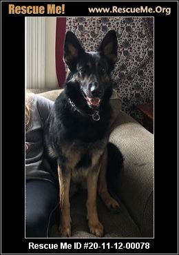 - Indiana German Shepherd Rescue - ADOPTIONS - Rescue Me!