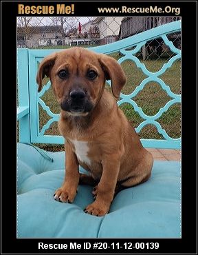- Alabama Mutt Rescue - ADOPTIONS - Rescue Me!