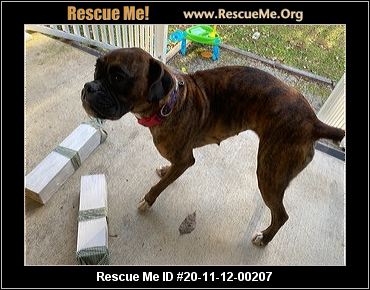 - Alabama Boxer Rescue - ADOPTIONS - Rescue Me!