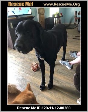 - Texas Great Dane Rescue - ADOPTIONS - Rescue Me!