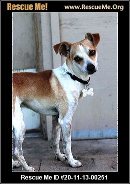 - Arizona Small Dog Rescue - Phoenix, AZ - AVAILABLE PETS