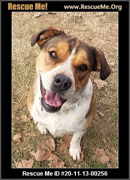 - Oklahoma Dog Rescue - ADOPTIONS - Rescue Me!