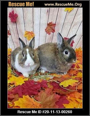 - Illinois Rabbit Rescue - ADOPTIONS - Rescue Me!