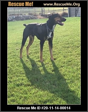 - Oregon Doberman Pinscher Rescue - ADOPTIONS - Rescue Me!