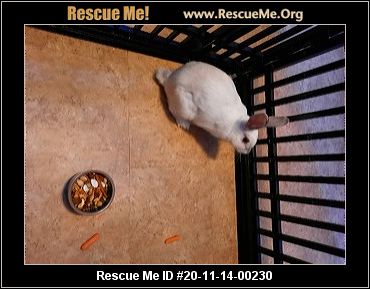 - New Jersey Rabbit Rescue - ADOPTIONS - Rescue Me!