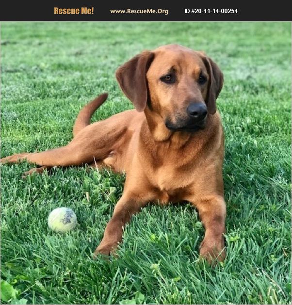 ADOPT 20111400254 ~ Redbone Coonhound Rescue ~ Brookfield, CT