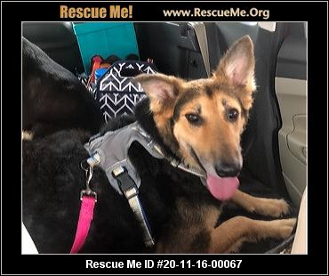 - Virginia German Shepherd Rescue - ADOPTIONS - Rescue Me!