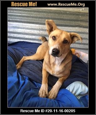 - New Mexico Dog Rescue - ADOPTIONS - Rescue Me!