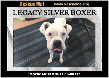 - Texas Boxer Rescue - ADOPTIONS - Rescue Me!