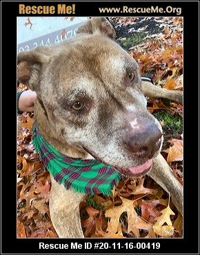 - Oregon Dog Rescue - ADOPTIONS - Rescue Me!