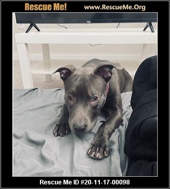 - Rhode Island Lab Rescue - ADOPTIONS - Rescue Me!