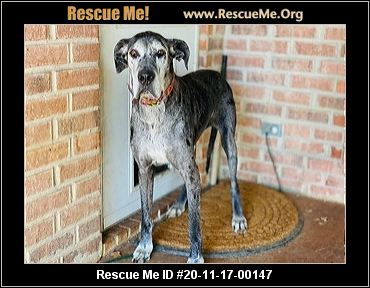 - Texas Great Dane Rescue - ADOPTIONS - Rescue Me!