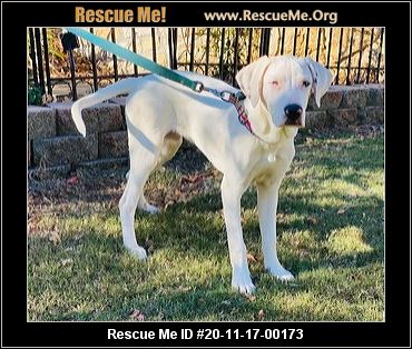 - Texas Great Dane Rescue - ADOPTIONS - Rescue Me!