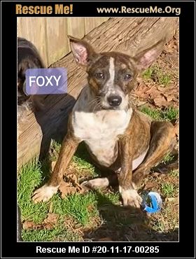 - New Jersey Dog Rescue - ADOPTIONS - Rescue Me!