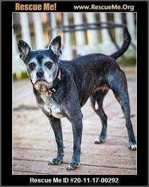 - Ohio Boston Terrier Rescue - ADOPTIONS - Rescue Me!