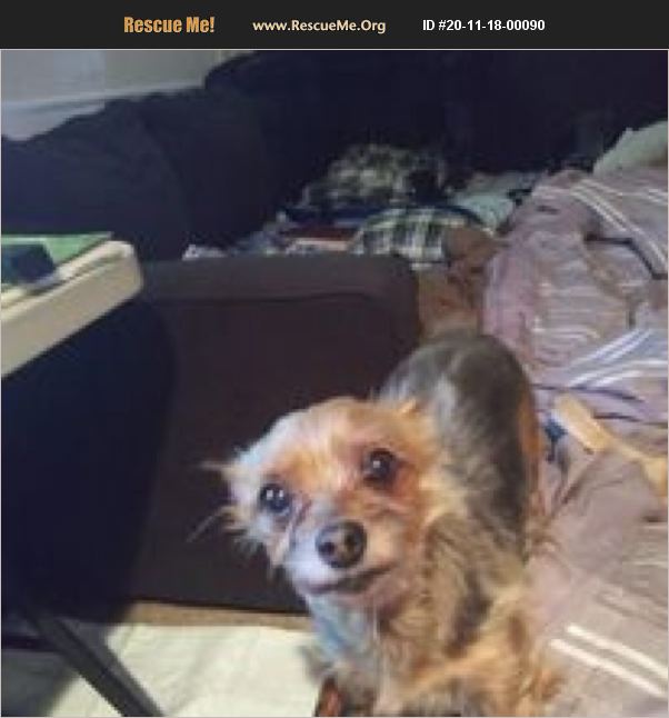 ADOPT 20111800090 ~ Yorkie Rescue ~ Chesapeake, VA