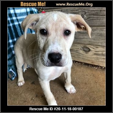 - North Carolina Lab Rescue - ADOPTIONS - Rescue Me!