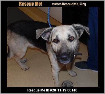 - Indiana German Shepherd Rescue - ADOPTIONS - Rescue Me!