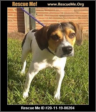 - FLORIDA POINTER RESCUE - New Smyrna Beach, FL - AVAILABLE PETS