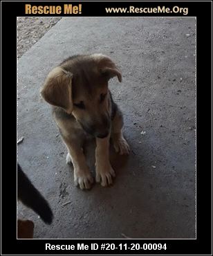 - New Mexico Dog Rescue - ADOPTIONS - Rescue Me!