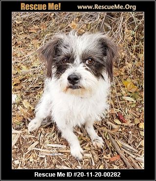 - New Mexico Dog Rescue - ADOPTIONS - Rescue Me!