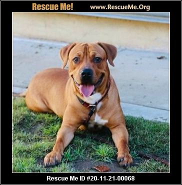 - California Lab Rescue - ADOPTIONS - Rescue Me!