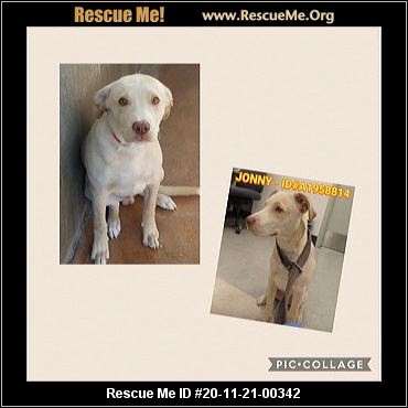 - California Lab Rescue - ADOPTIONS - Rescue Me!