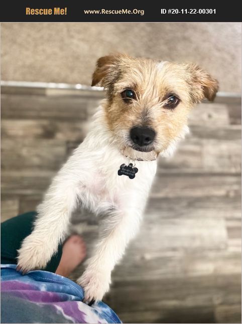 ADOPT 20112200301 ~ Jack Russell Rescue ~ Santee, CA