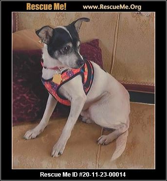 - California Rat Terrier Rescue - ADOPTIONS - Rescue Me!