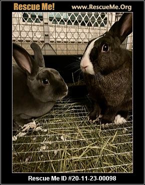 - Illinois Rabbit Rescue - ADOPTIONS - Rescue Me!