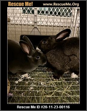 - Illinois Rabbit Rescue - ADOPTIONS - Rescue Me!