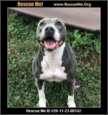 - Texas Pit Bull Rescue - ADOPTIONS - Rescue Me!