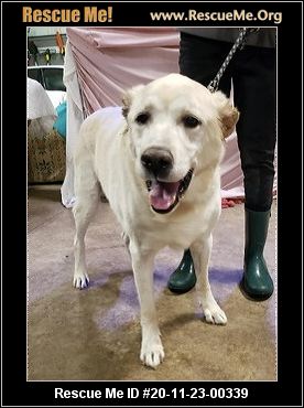 - Ohio Golden Retriever Rescue - ADOPTIONS - Rescue Me!