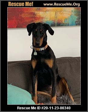 - Indiana Doberman Pinscher Rescue - ADOPTIONS - Rescue Me!