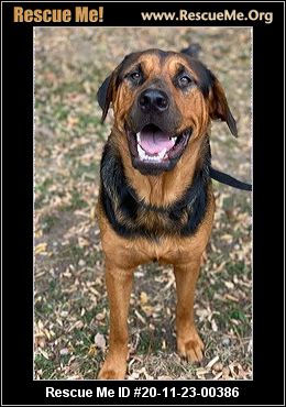 - Indiana German Shepherd Rescue - ADOPTIONS - Rescue Me!