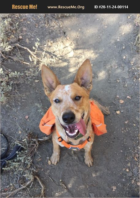 ADOPT 20112400114 ~ Australian Cattle Dog Rescue ~ Wightwood, CA