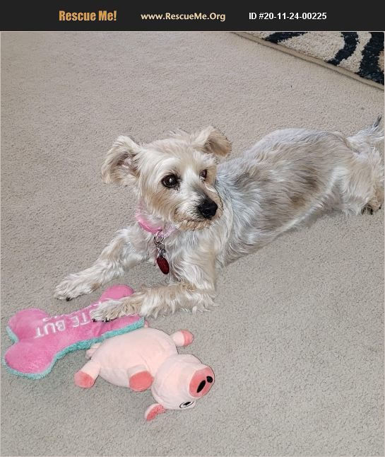 ADOPT 20112400225 ~ Yorkie Rescue ~ Marana, AZ