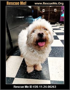 - Illinois Maltese Rescue - ADOPTIONS - Rescue Me!