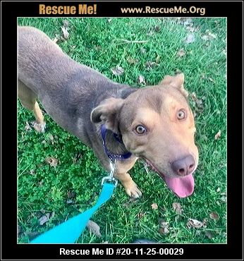 - Virginia German Shepherd Rescue - ADOPTIONS - Rescue Me!