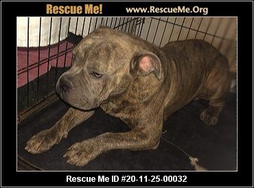 - Texas Pit Bull Rescue - ADOPTIONS - Rescue Me!