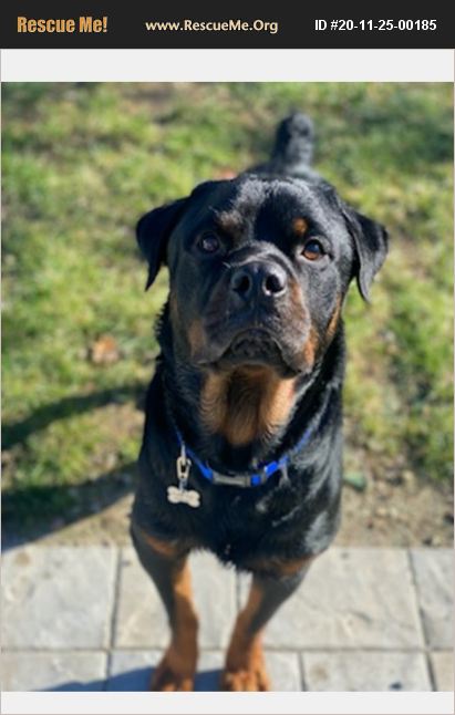 ADOPT 20112500185 ~ Rottweiler Rescue ~ West Milford, NJ